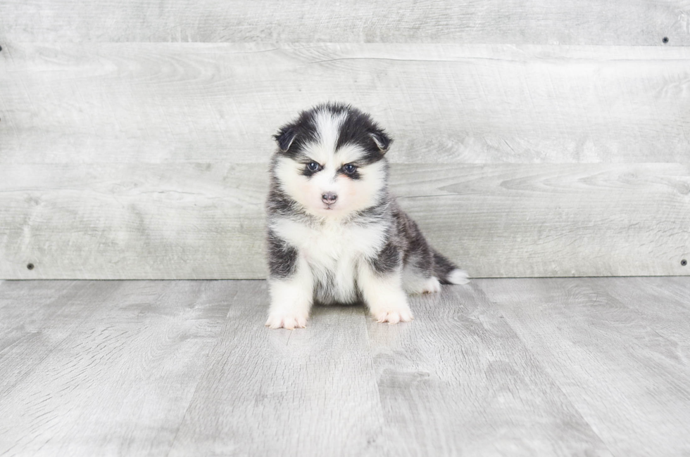 Pomsky puppies for sale | Small cross puppies breeds for sale in Ohio