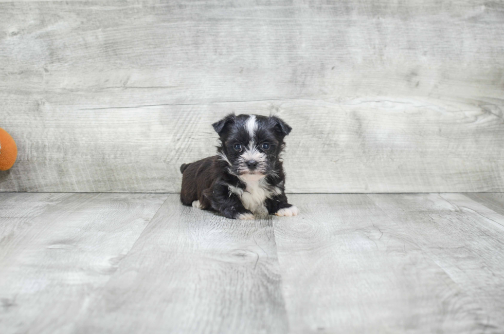 Morkie puppies for sale | Mixed Small Breed puppies for sale