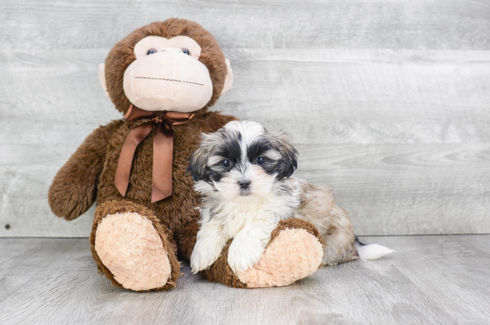Teddy Bear Puppies for Sale – Shichon Puppies | Premierpups.com