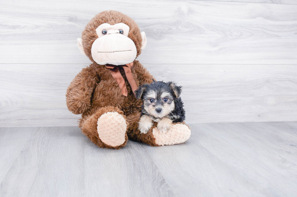 Morkie Puppies for Sale – On-the-spot Adoption in Ohio / US Shipping