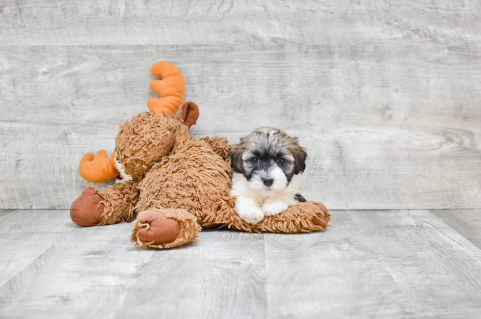 Small breed puppies for sale | Teacup Pups for sale in Ohio – Premier Pups