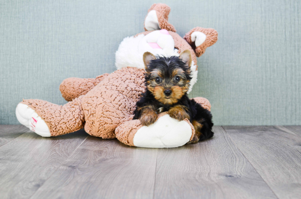 AKC Yorkie puppies for sale | Buy Teacup Yorkshire Terrier Pups