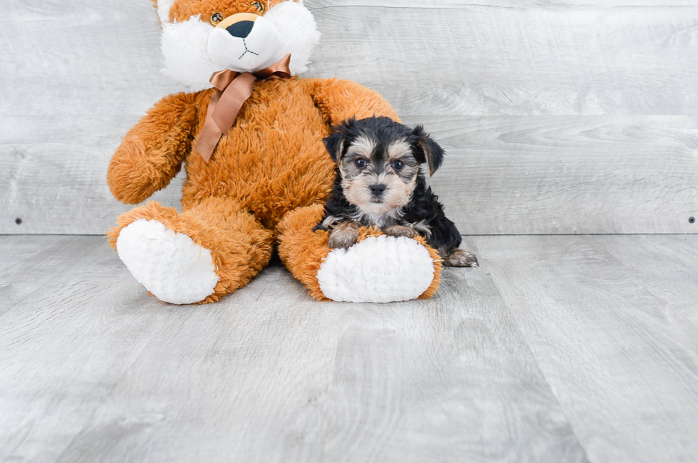 Morkie Puppies for Sale – On-the-spot Adoption in Ohio / US Shipping