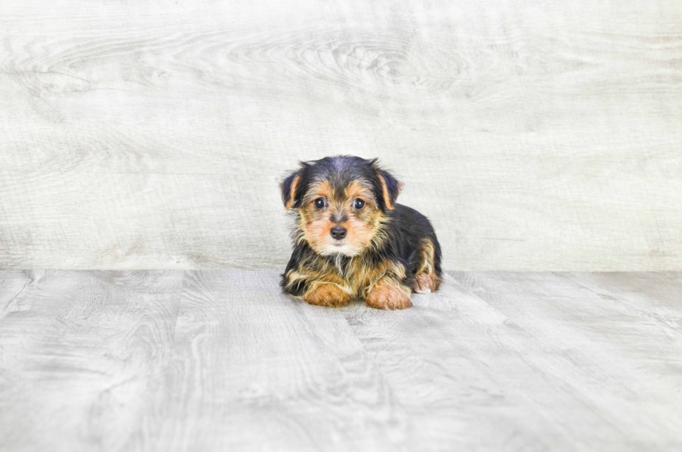 Yorkie puppies for sale | Buy Teacup AKC Yorkshire Terrier Pups