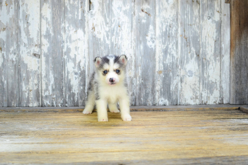 Pomsky puppies for sale | Small cross puppies breeds for sale in Ohio
