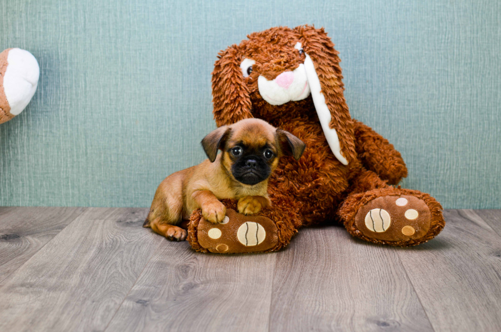 Premier Pups for sale in Ohio - Buy or adopt a puppy breed on Premier Pup