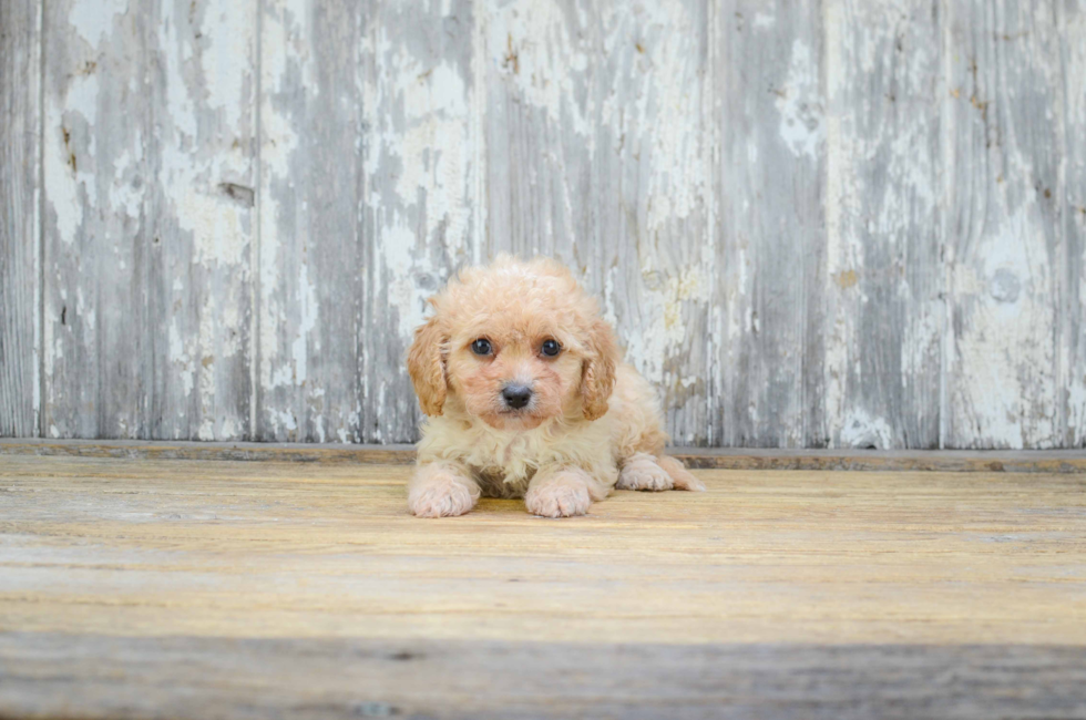 Small breed puppies for sale | Teacup Pups for sale in Ohio – Premier Pups