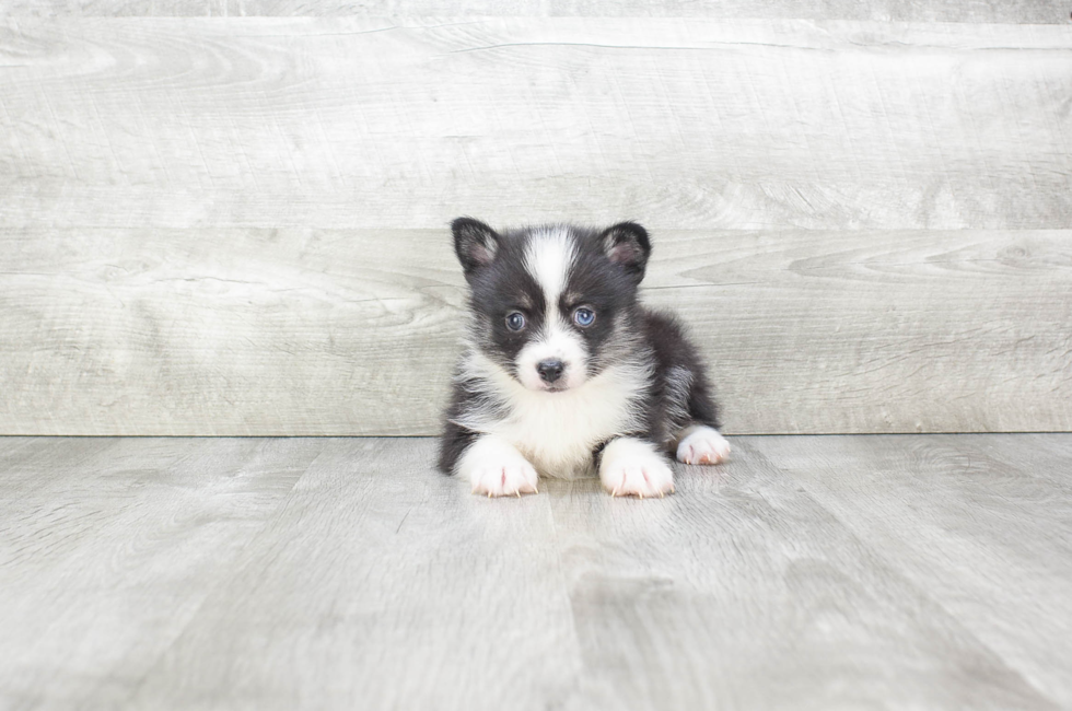 Pomsky puppies for sale | Small cross puppies breeds for sale in Ohio