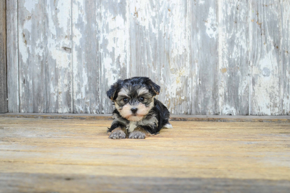 Morkie puppies for sale | Mixed Small Breed puppies for sale