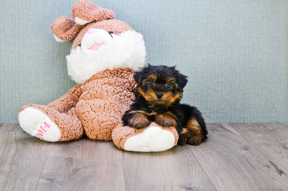 AKC Yorkie puppies for sale | Buy Teacup Yorkshire Terrier Pups
