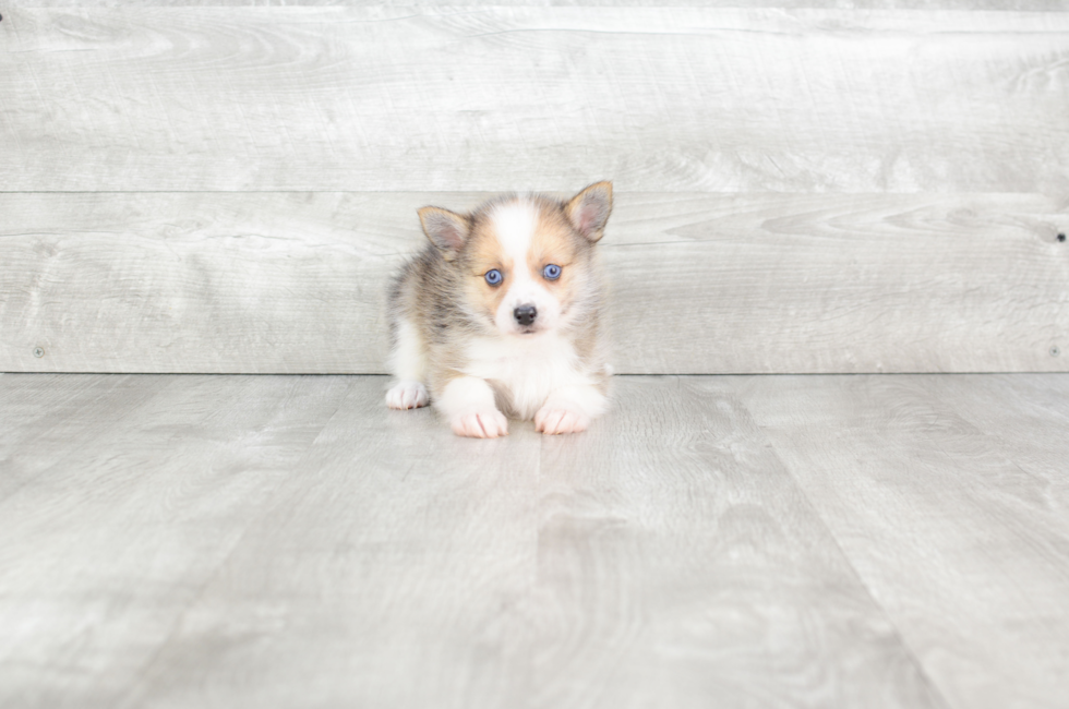 Pomsky puppies for sale | Small cross puppies breeds for sale in Ohio