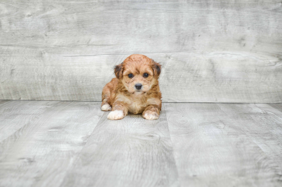 Morkie puppies for sale | Mixed Small Breed puppies for sale