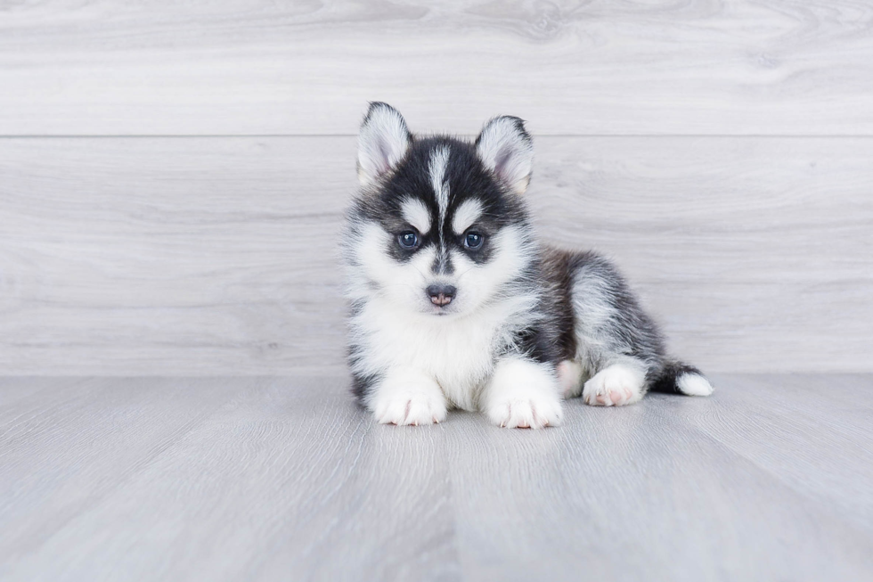 Fluffy Pomsky Mary: 5lb 14oz Designer Puppy