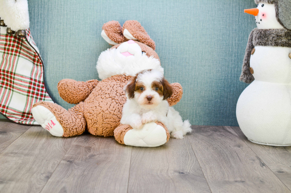 Premier Pups for sale in Ohio - Buy or adopt a puppy breed on Premier Pup