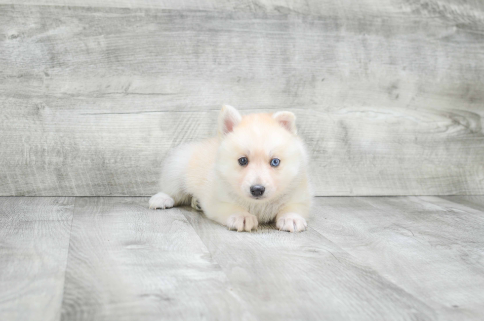 Pomsky puppies for sale | Small cross puppies breeds for sale in Ohio