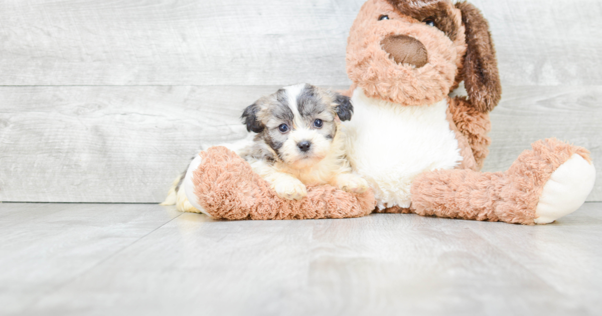 Little Teddy Bear Raven: 4lb 12oz Designer Puppy
