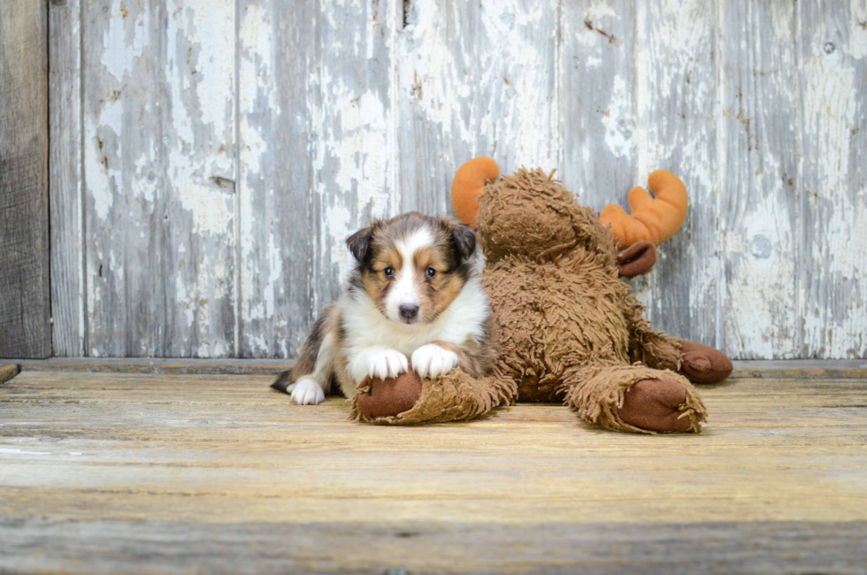 Premier Pups for sale in Ohio - Buy or adopt a puppy breed on Premier Pup