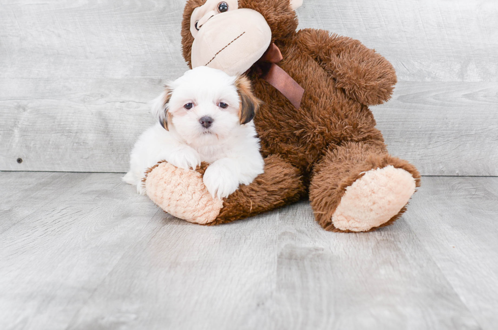 Teddy Bear Puppies for Sale – Shichon Puppies | Premierpups.com