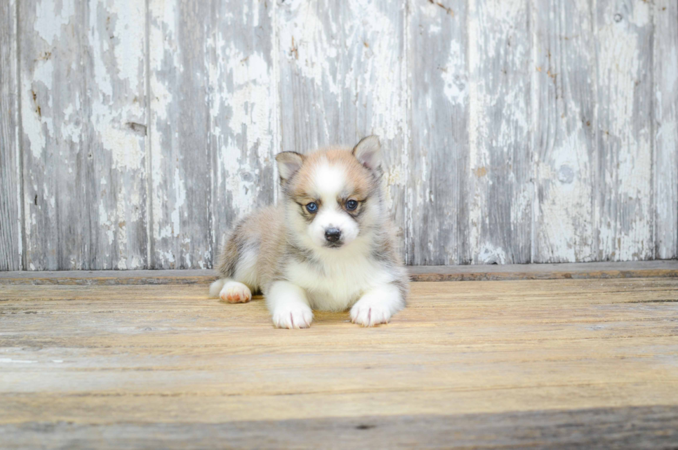 Pomsky puppies for sale | Small cross puppies breeds for sale in Ohio