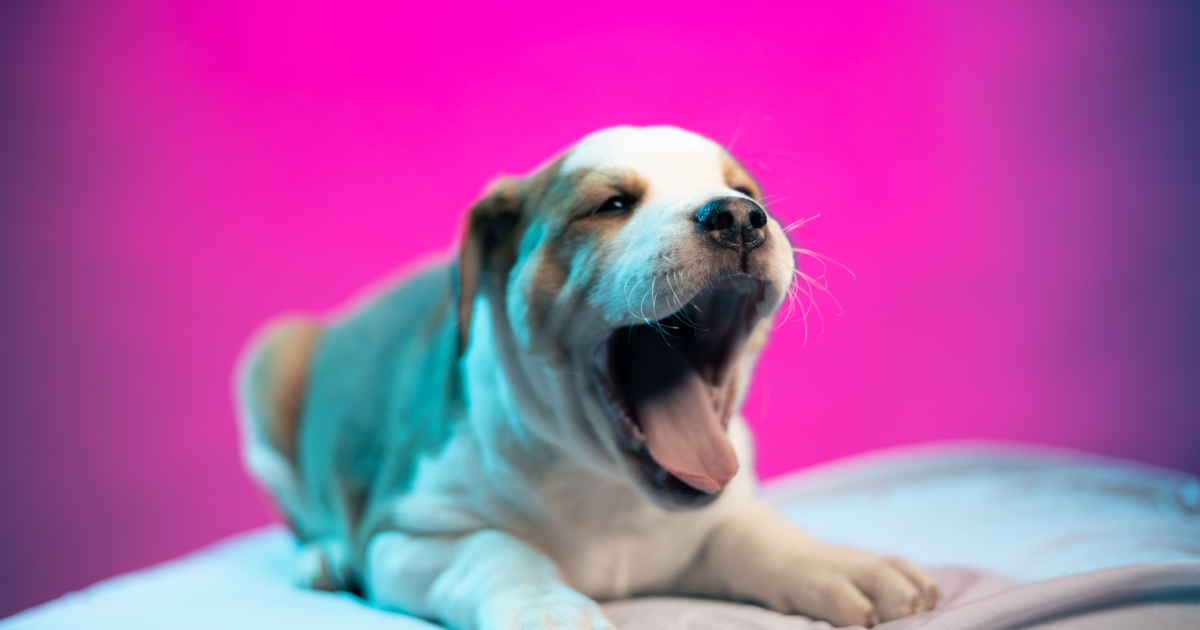 25 Hilarious Puppy Facts That Will Have You Howling With Laughter ...