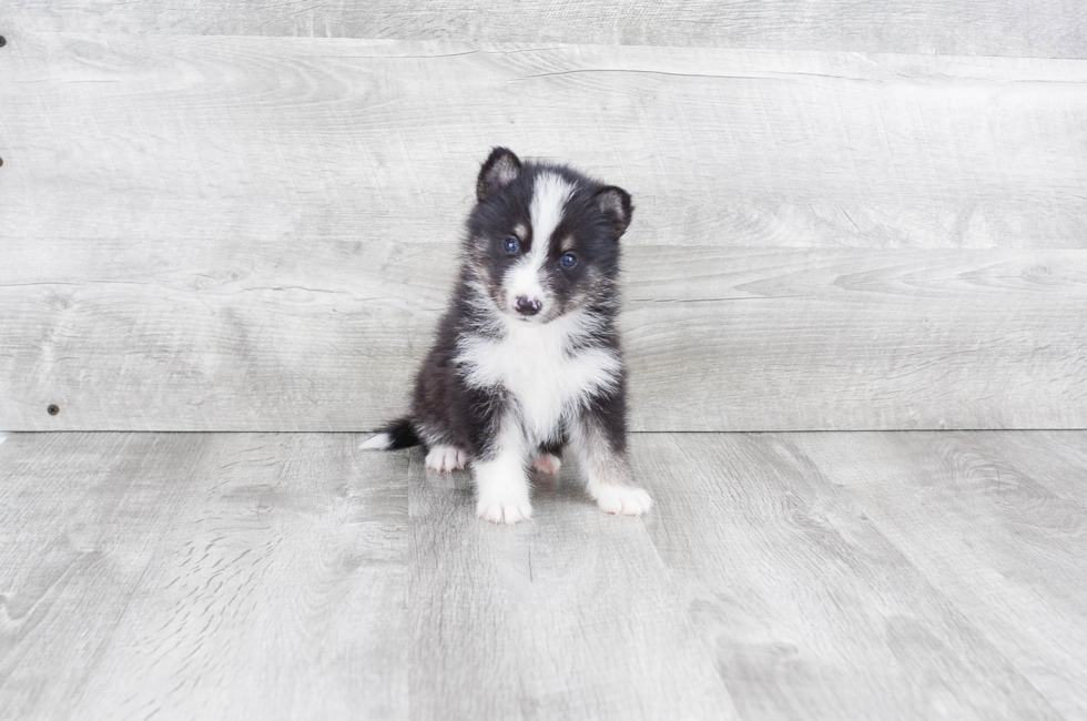 Pomsky puppies for sale | Small cross puppies breeds for sale in Ohio