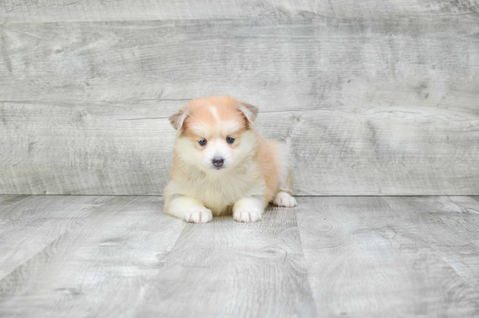 Pomsky puppies for sale | Small cross puppies breeds for sale in Ohio