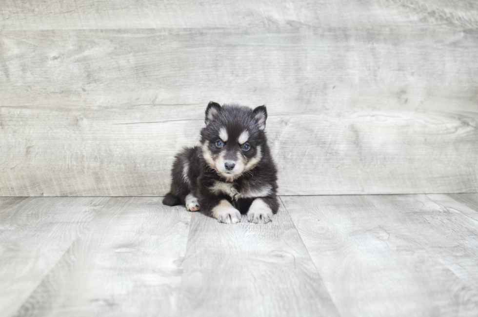 Pomsky puppies for sale | Small cross puppies breeds for sale in Ohio