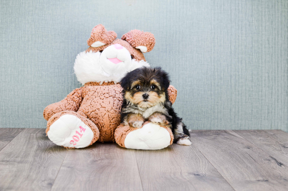 Morkie puppies for sale | Mixed Small Breed puppies for sale