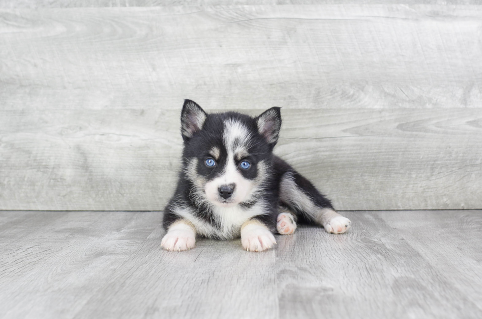 Pomsky puppies for sale | Small cross puppies breeds for sale in Ohio