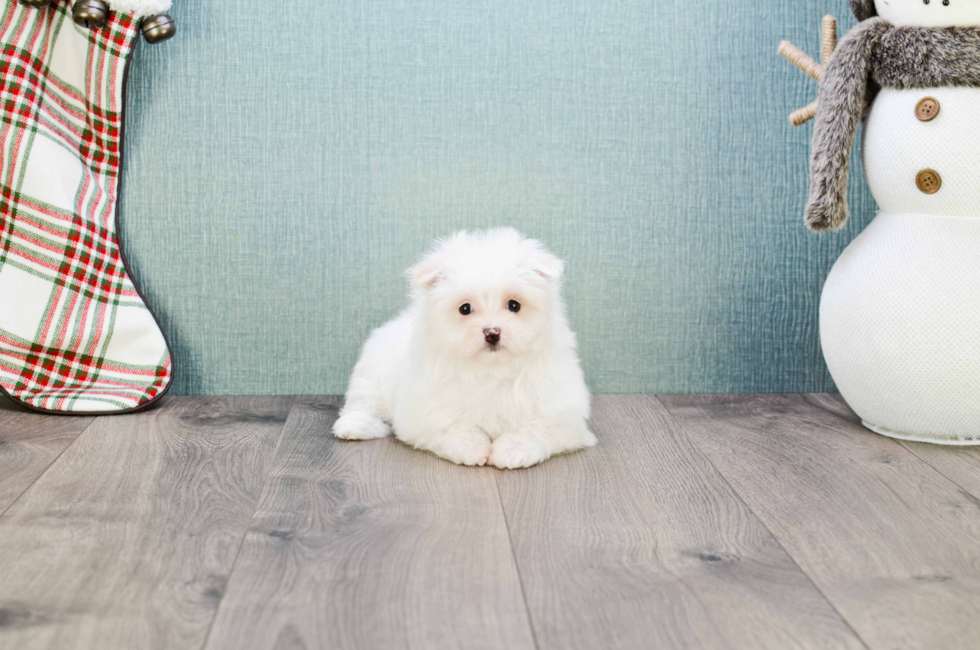 Premier Pups for sale in Ohio - Buy or adopt a puppy breed on Premier Pup