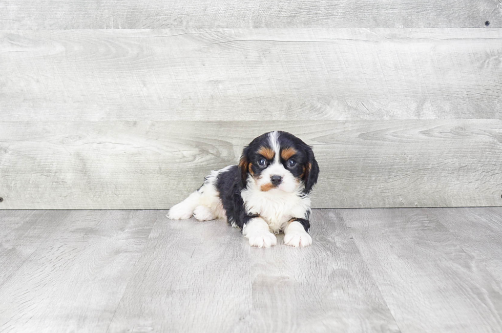 Cavalier King Charles Spaniel Puppies For Sale | Premierpups.com