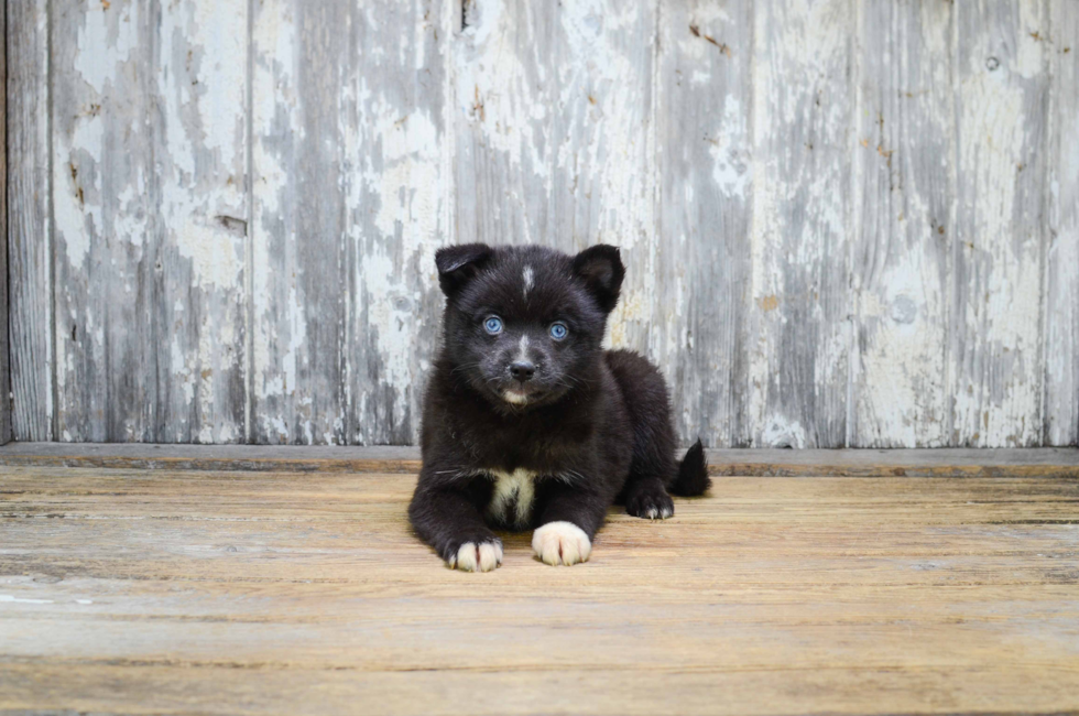Pomsky puppies for sale | Small cross puppies breeds for sale in Ohio