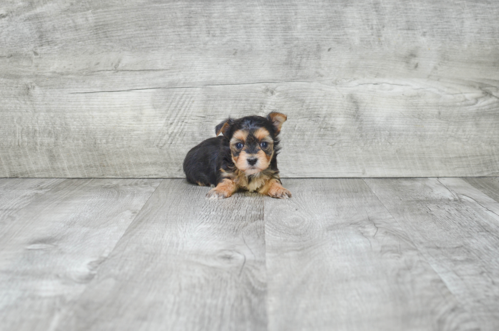 Morkie puppies for sale | Mixed Small Breed puppies for sale