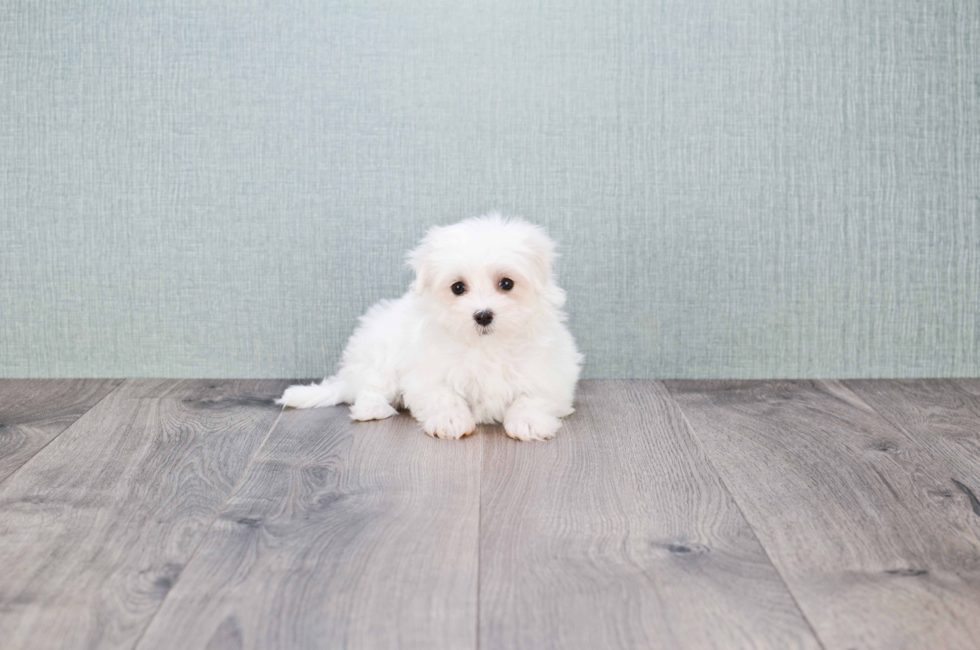 Maltese Puppies For Sale | Toy Purebred Maltese puppies for adoption