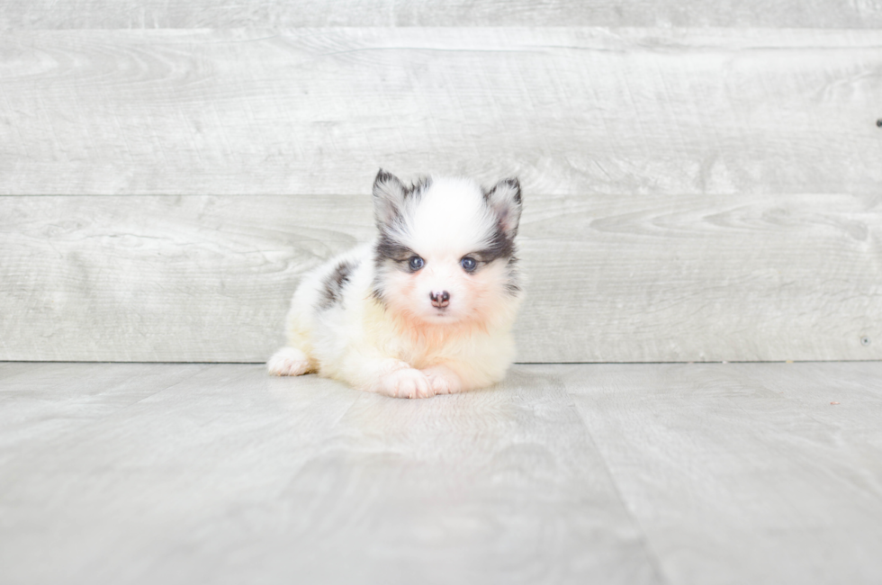 Pomsky puppies for sale | Small cross puppies breeds for sale in Ohio