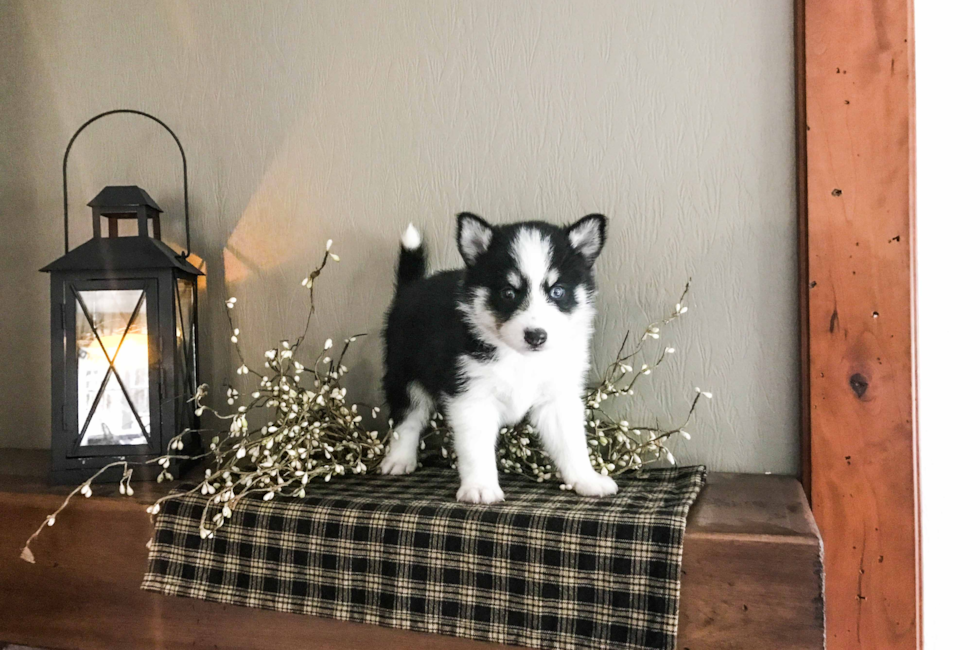 Pomsky puppies for sale | Small cross puppies breeds for sale in Ohio