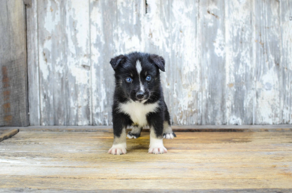 Pomsky puppies for sale | Small cross puppies breeds for sale in Ohio
