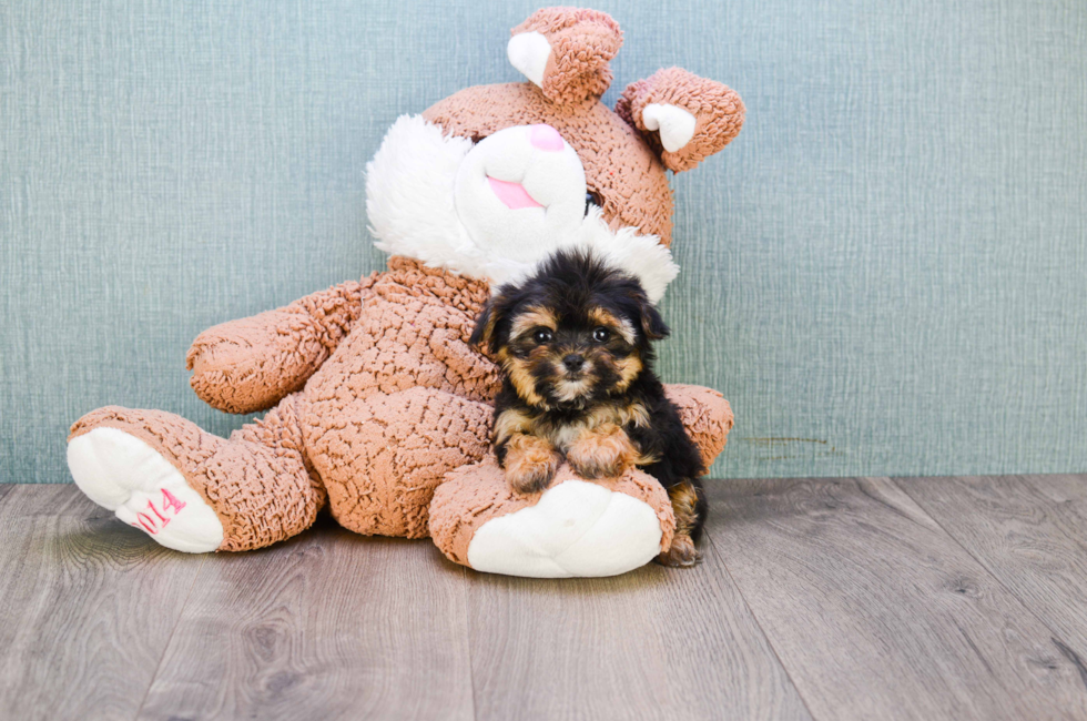 Morkie puppies for sale | Mixed Small Breed puppies for sale