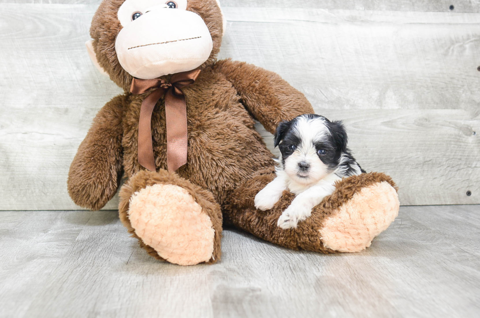Teddy Bear Puppies for Sale – Shichon Puppies | Premierpups.com
