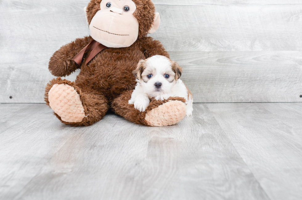 Teddy Bear Puppies for Sale – Shichon Puppies | Premierpups.com