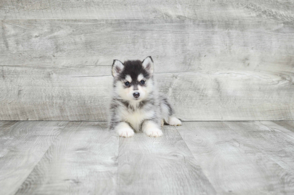 Pomsky puppies for sale | Small cross puppies breeds for sale in Ohio