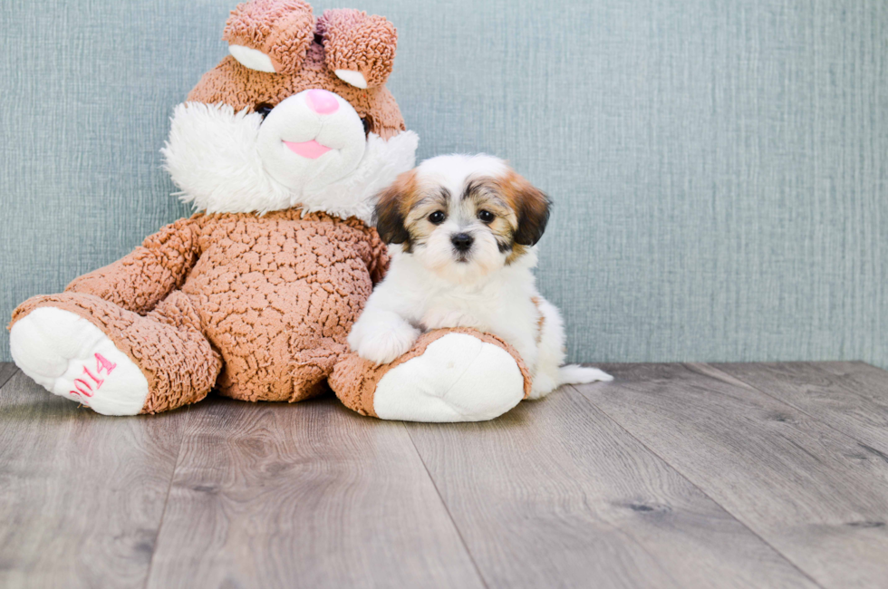 Teddy Bear Puppies For Sale - Shichon puppies for sale in Ohio