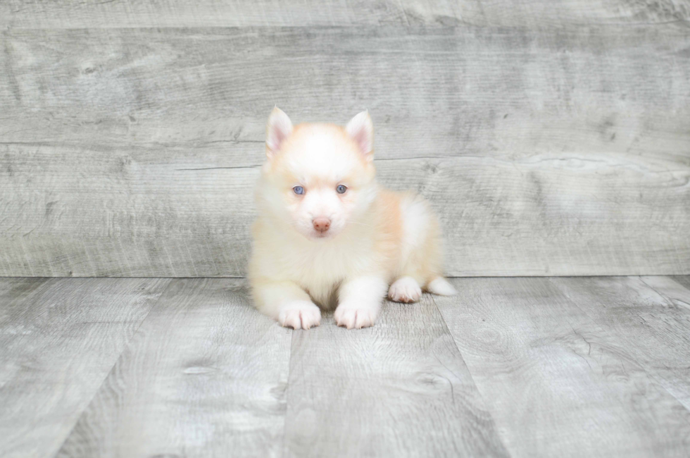 Pomsky puppies for sale | Small cross puppies breeds for sale in Ohio