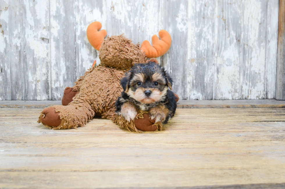 Morkie puppies for sale | Mixed Small Breed puppies for sale