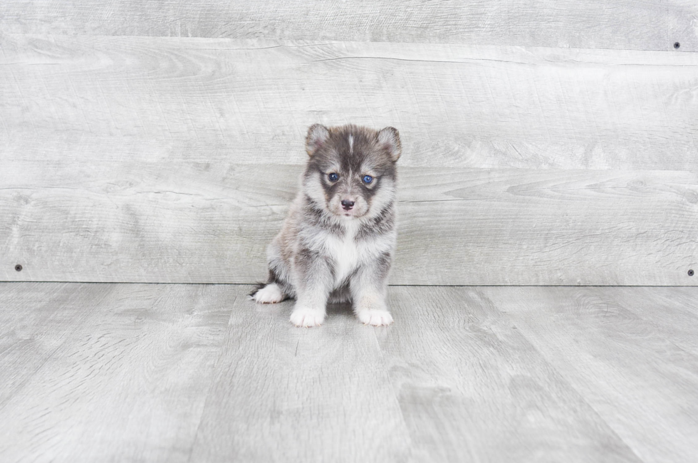 Pomsky puppies for sale | Small cross puppies breeds for sale in Ohio