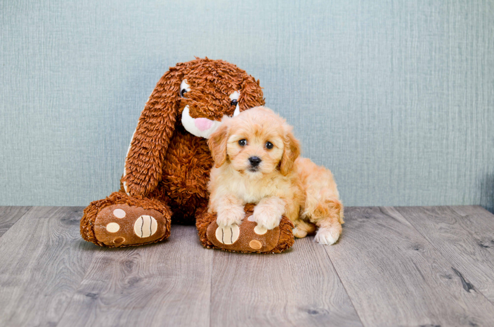 Small breed puppies for sale | Teacup Pups for sale in Ohio – Premier Pups