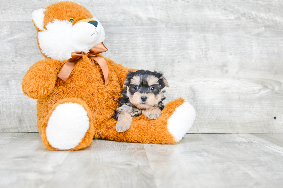 Morkie Puppies for Sale – On-the-spot Adoption in Ohio / US Shipping