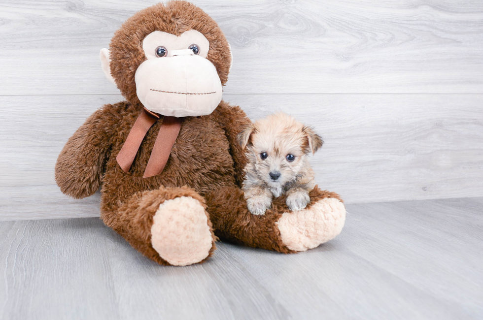 Morkie Puppies for Sale – On-the-spot Adoption in Ohio / US Shipping