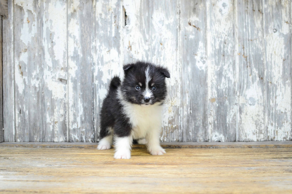 Pomsky puppies for sale | Small cross puppies breeds for sale in Ohio