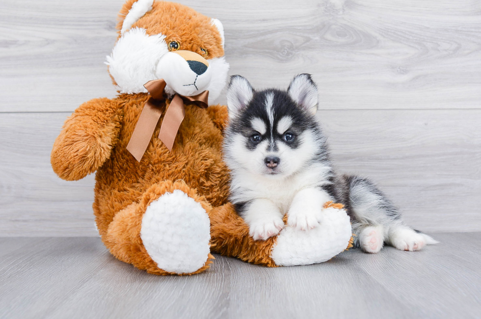 Pomsky puppies for sale | Small cross puppies breeds for sale in Ohio